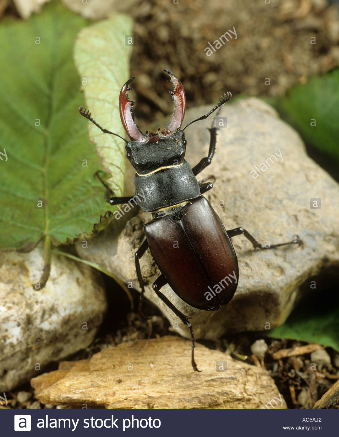 Male Stag Beetle Lucanus Cervus High Resolution Stock Photography and ...