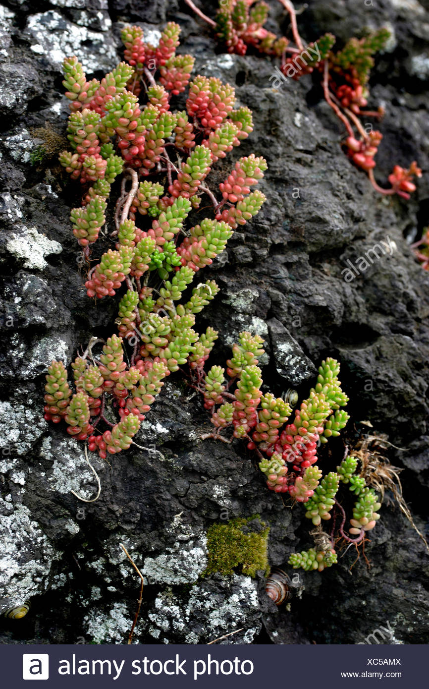 Sedum Acre High Resolution Stock Photography and Images - Alamy
