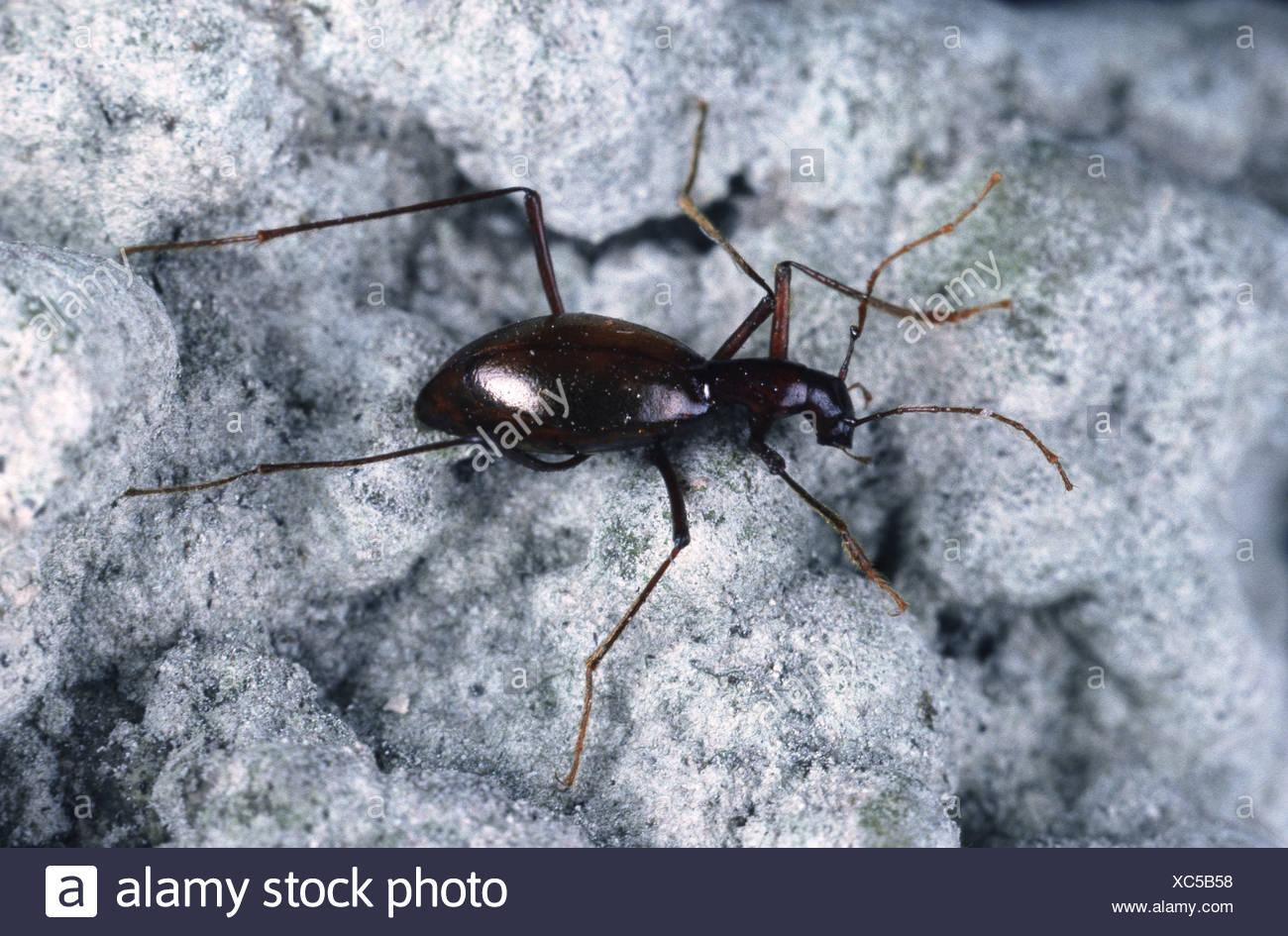 Eyeless High Resolution Stock Photography and Images - Alamy