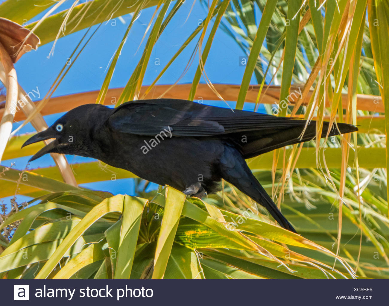 Little Crow High Resolution Stock Photography and Images - Alamy
