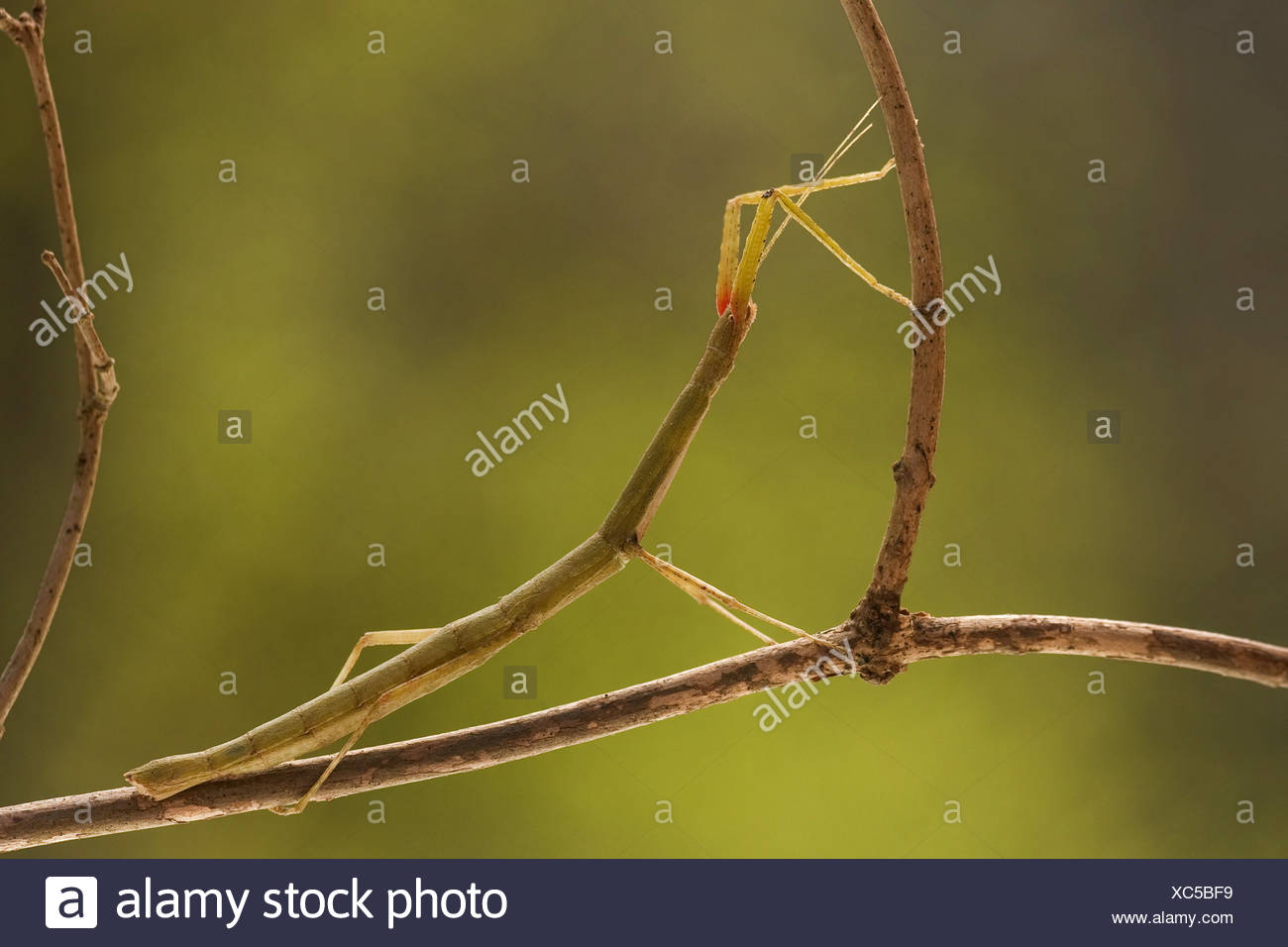Laboratory Stick Insect High Resolution Stock Photography and Images ...