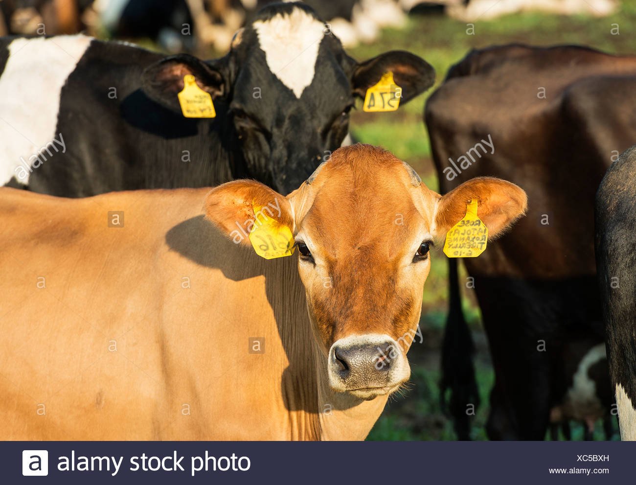 Cattle Guernsey Cow High Resolution Stock Photography and Images - Alamy
