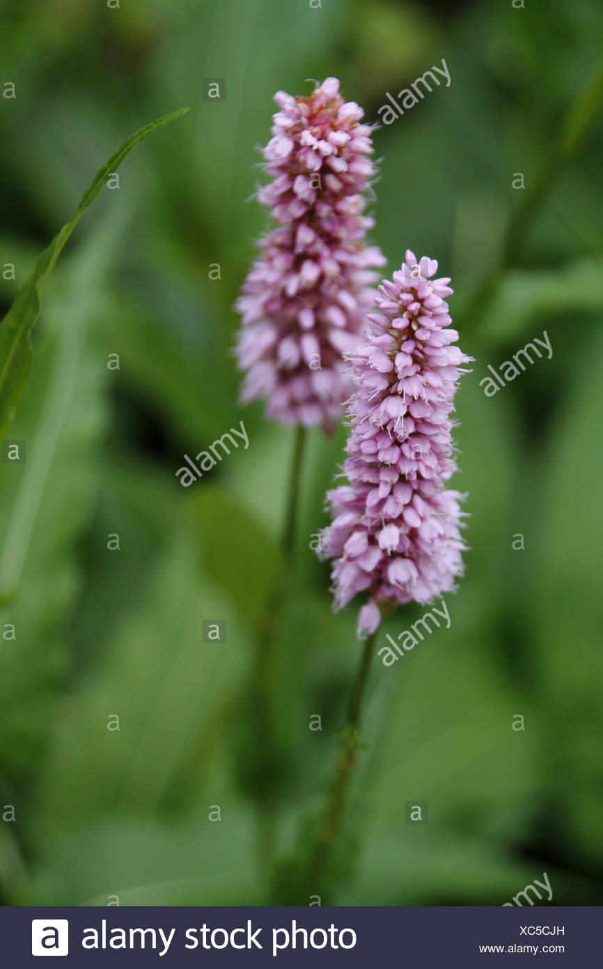 Common Bistort High Resolution Stock Photography and Images - Alamy
