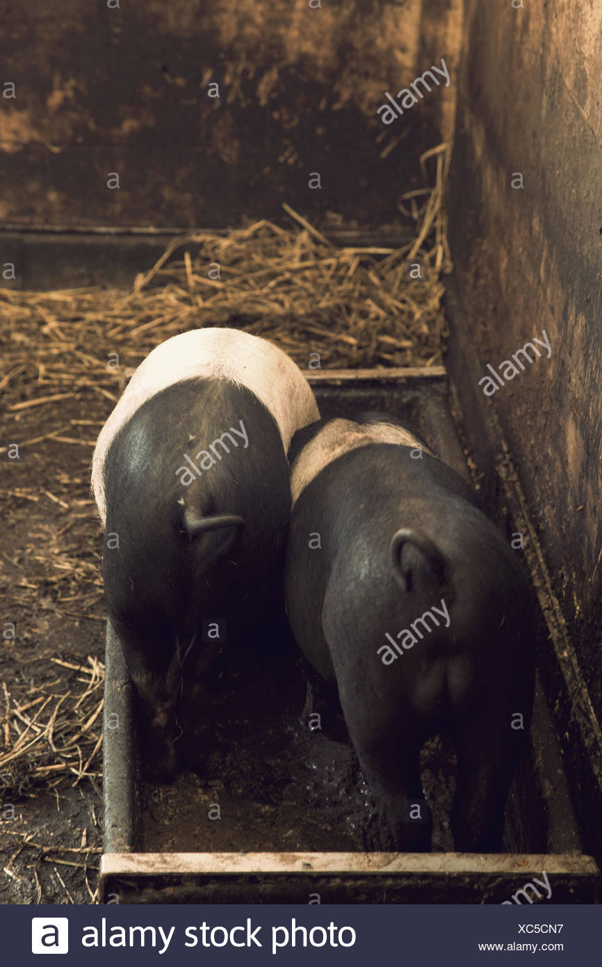 Stable For Animals High Resolution Stock Photography and Images - Alamy