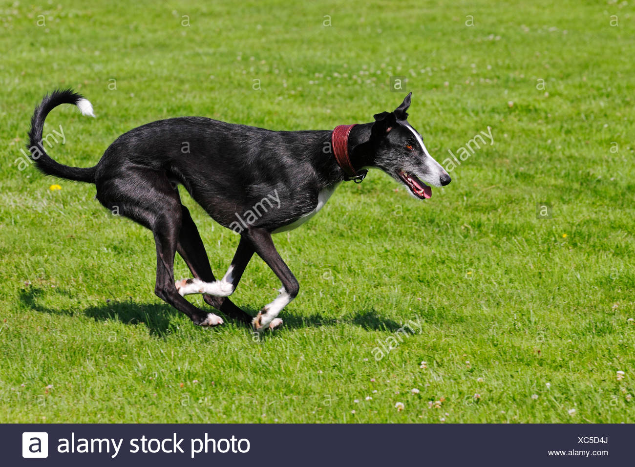 Galgo Stock Photos & Galgo Stock Images - Alamy