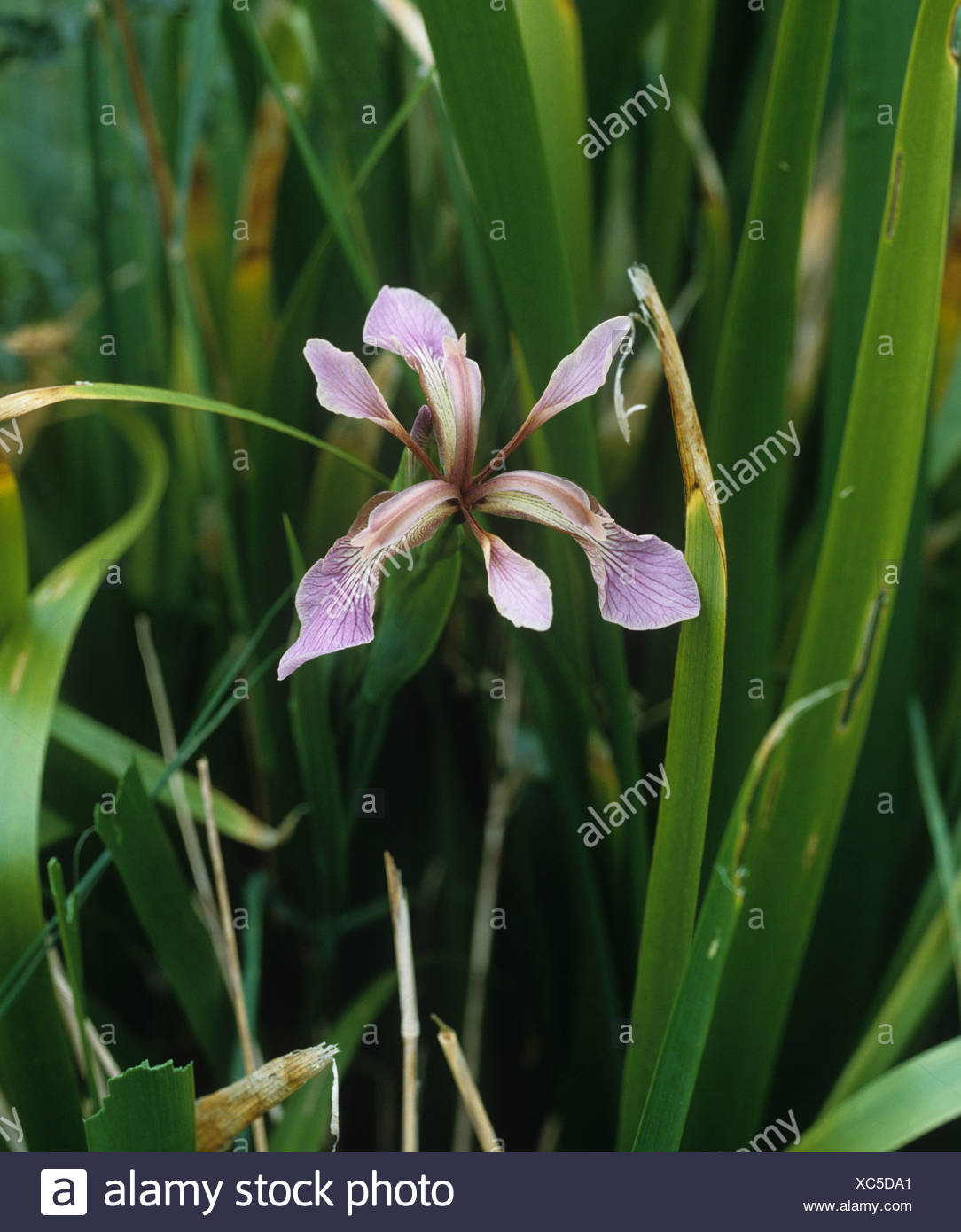 Stinking Iris, Iris Foetidissima Uk High Resolution Stock Photography ...