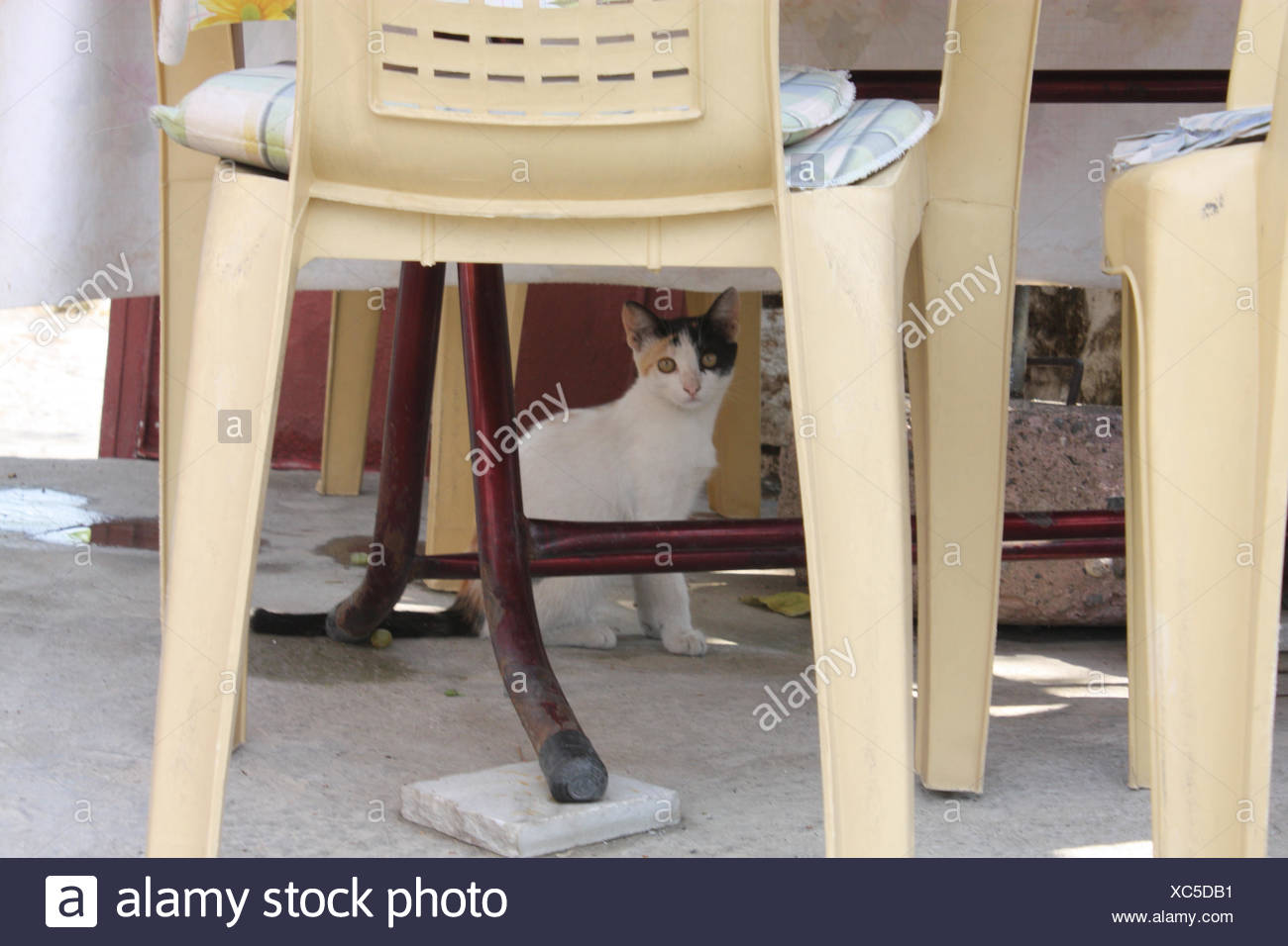 Cat Under The Table High Resolution Stock Photography and Images - Alamy