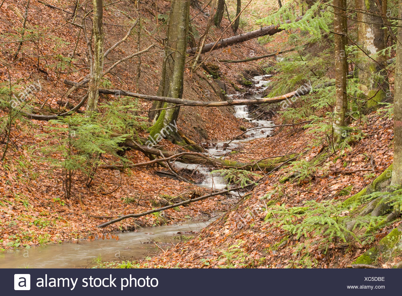 Natuurlijk Beukenbos High Resolution Stock Photography and Images - Alamy