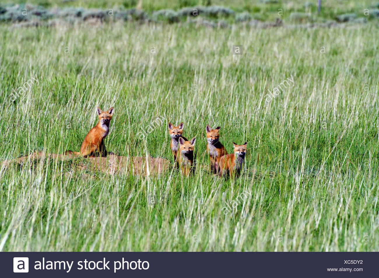 Foxes By Den High Resolution Stock Photography and Images - Alamy