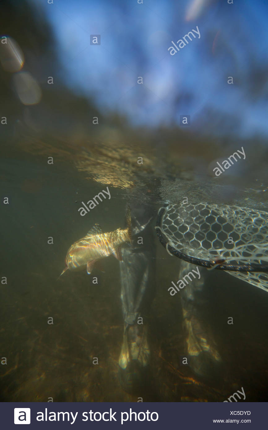 Underwater View Rainbow Trout Swimming High Resolution Stock ...