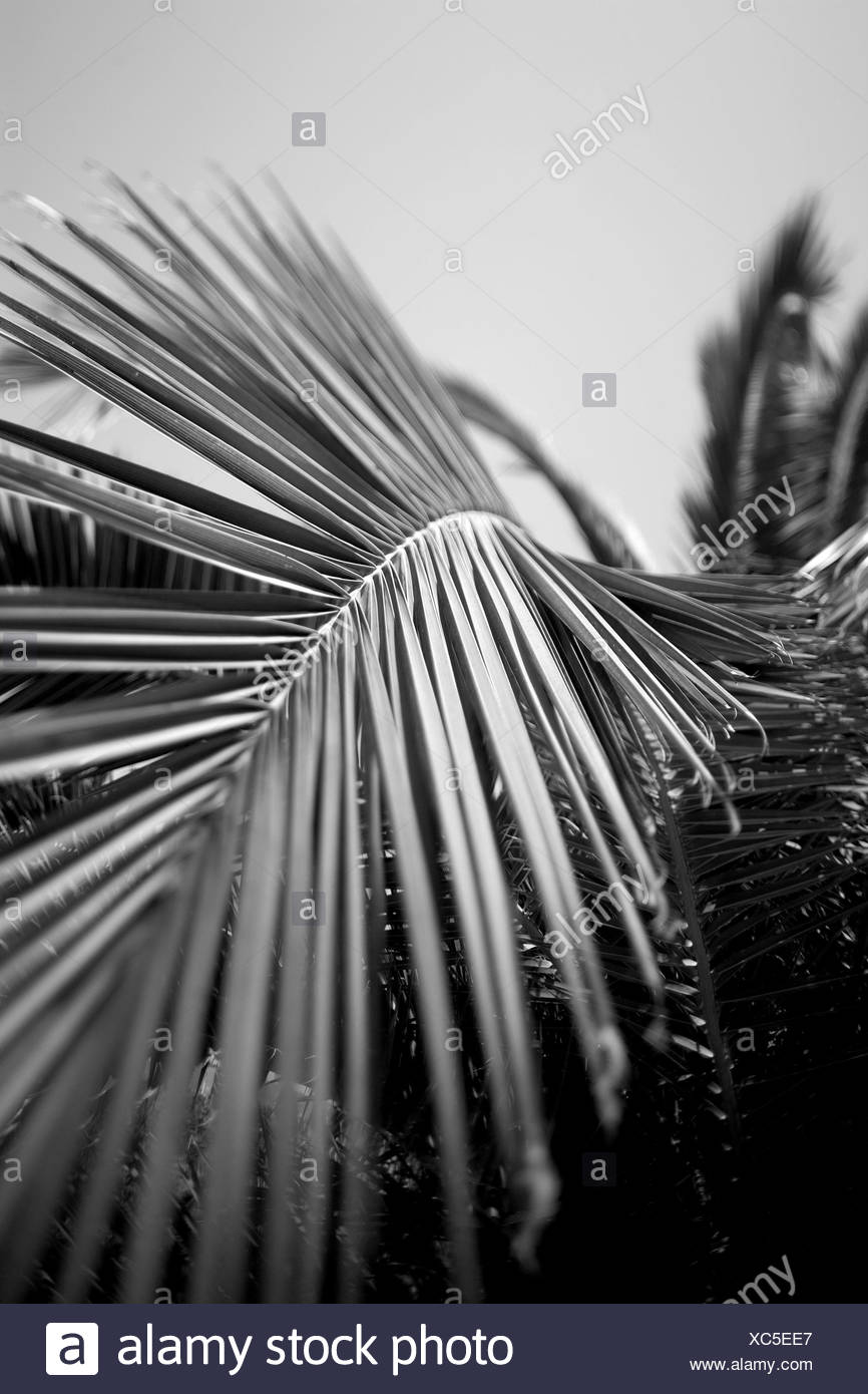 Leaf Phoenix High Resolution Stock Photography and Images - Alamy