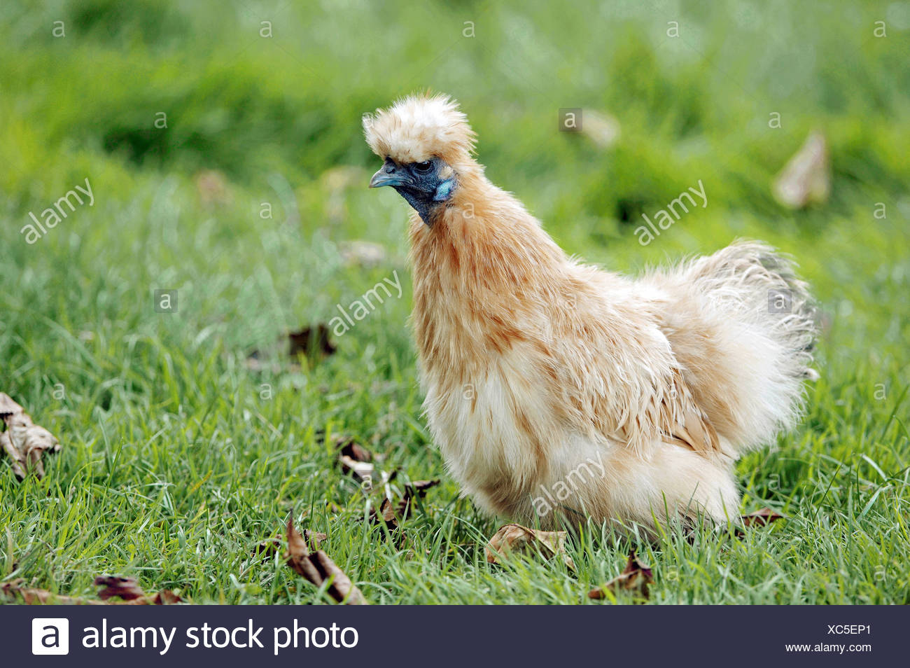 Silkies Chickens Stock Photos & Silkies Chickens Stock Images - Alamy