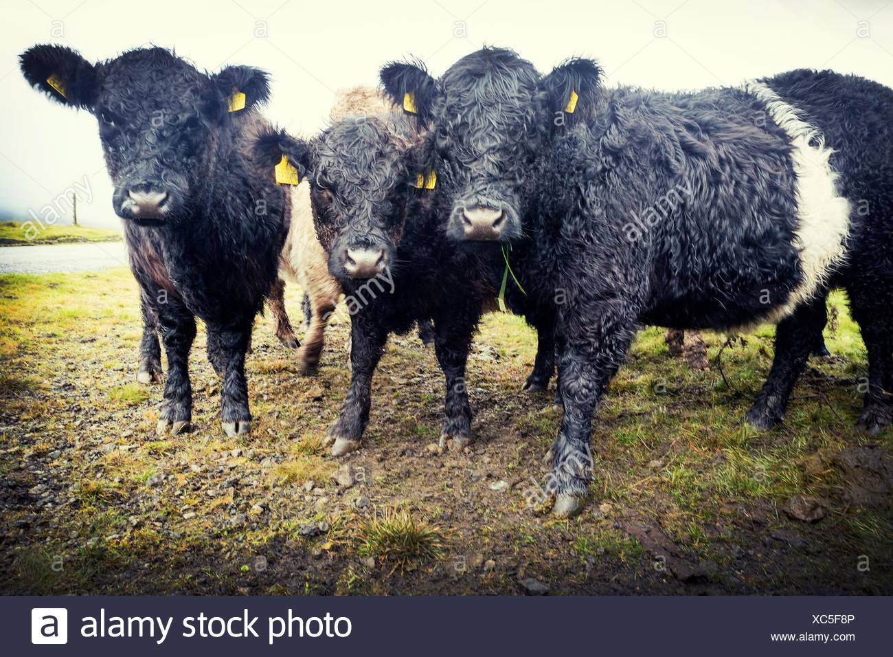 North Yorkshire Cows Stock Photos & North Yorkshire Cows Stock Images ...