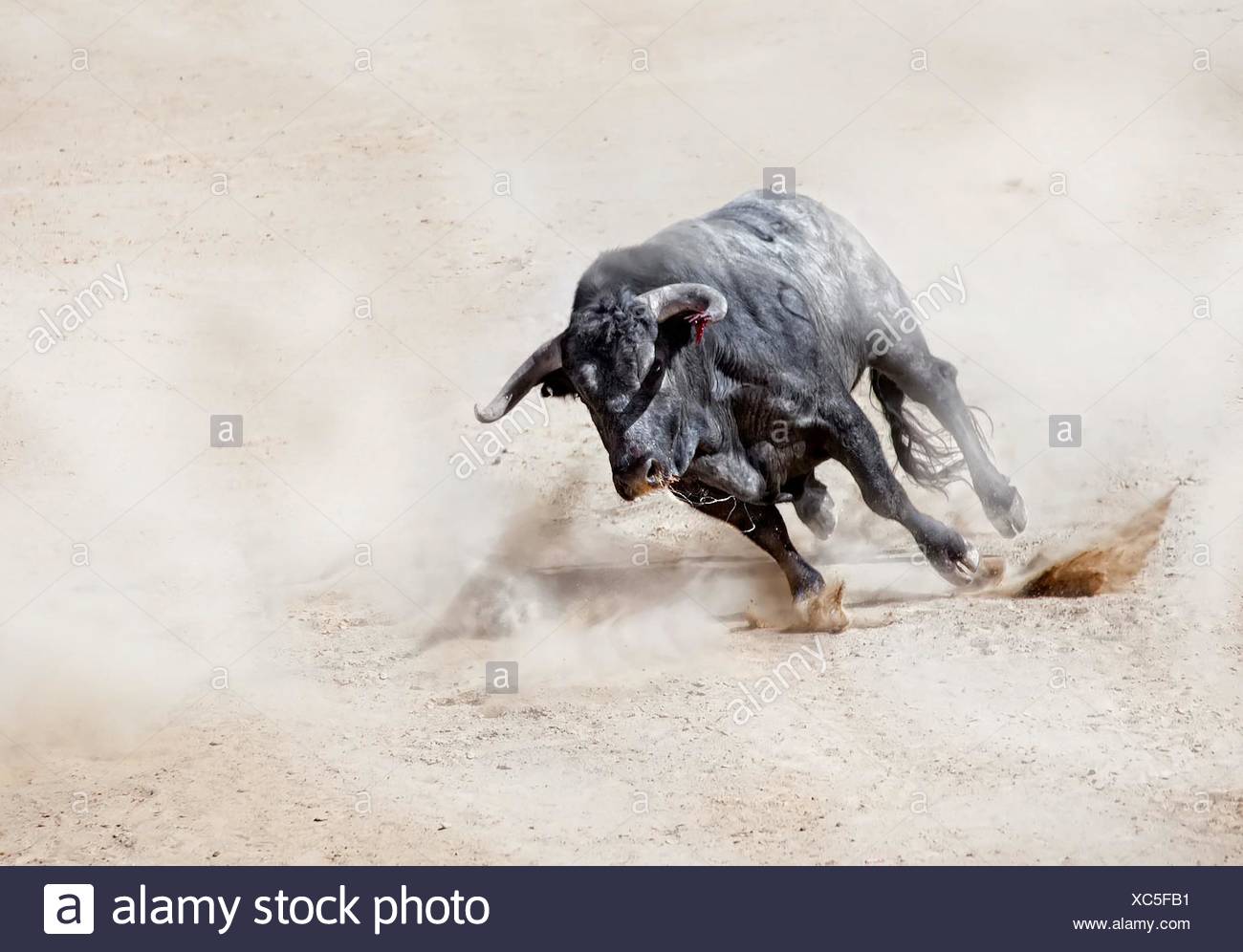 Bull Dust High Resolution Stock Photography and Images - Alamy