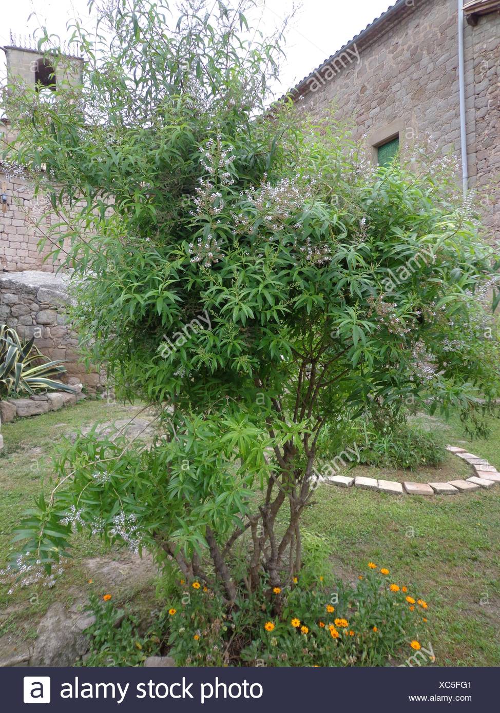 Citriodora High Resolution Stock Photography and Images - Alamy