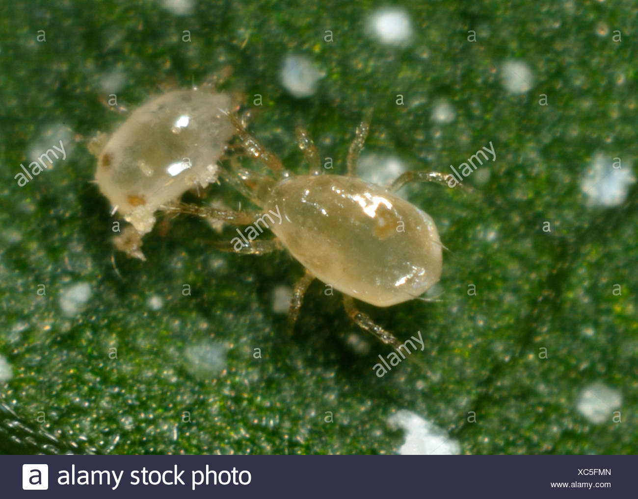 Predatory Mite High Resolution Stock Photography and Images - Alamy