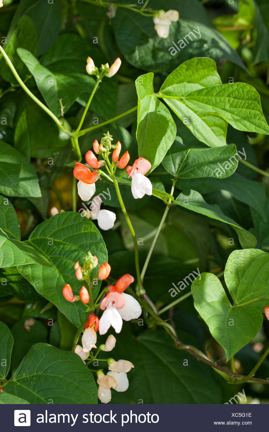 Scarlet Runner Bean Plant High Resolution Stock Photography and Images ...