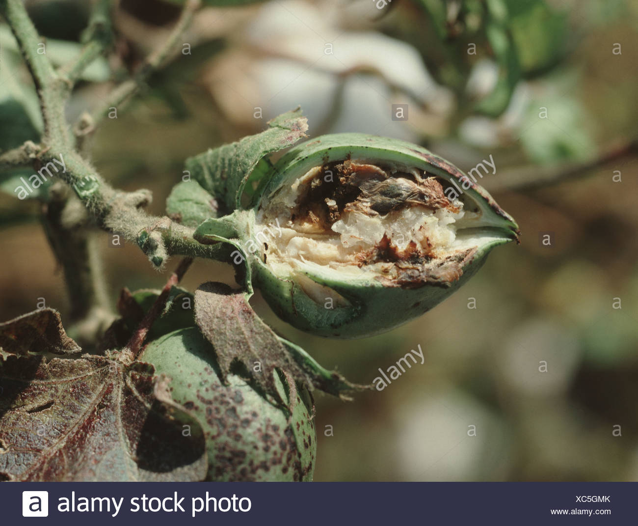 Boll Weevil Larva High Resolution Stock Photography and Images - Alamy