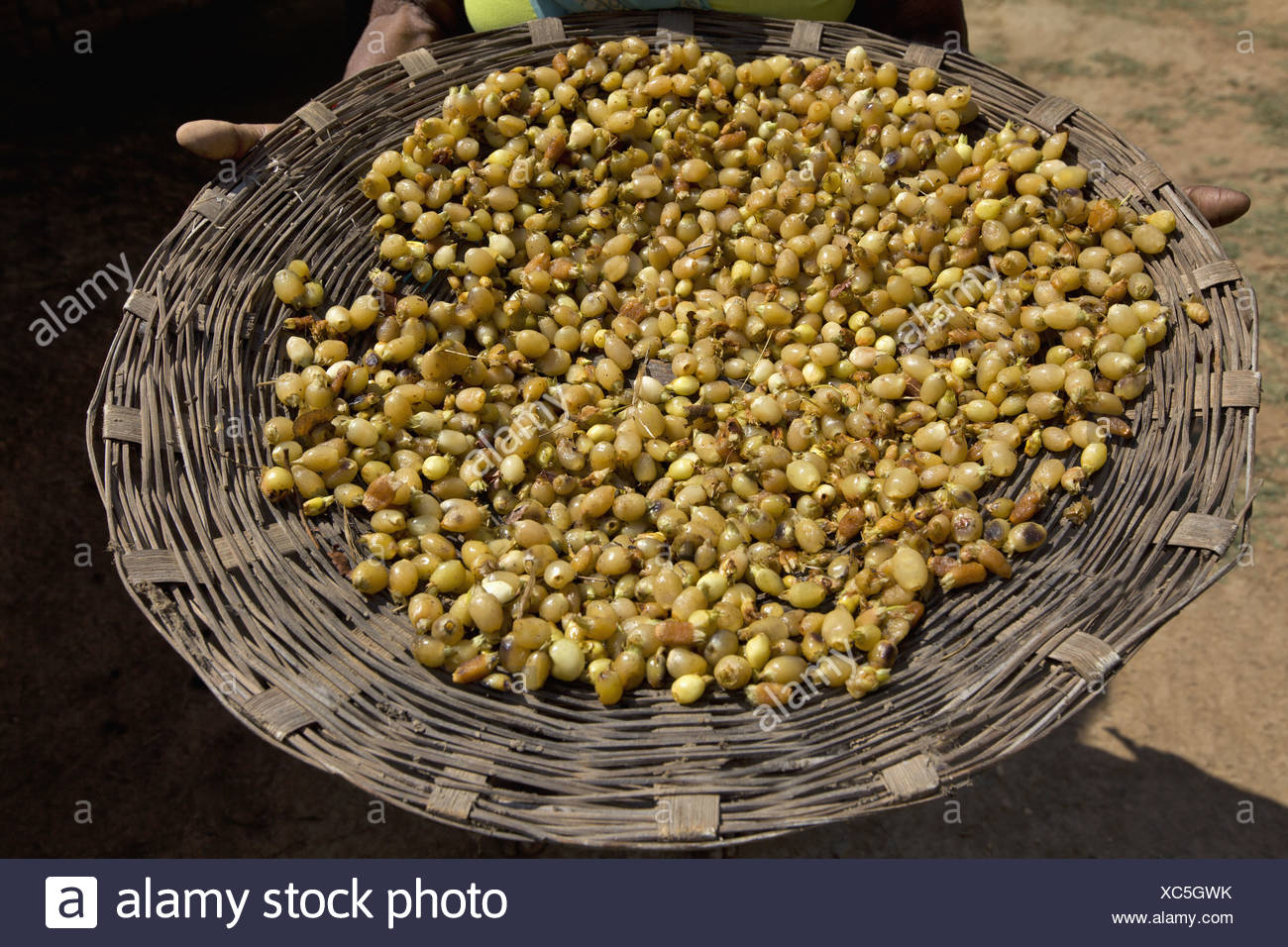 Mahua Tree Stock Photos & Mahua Tree Stock Images - Alamy
