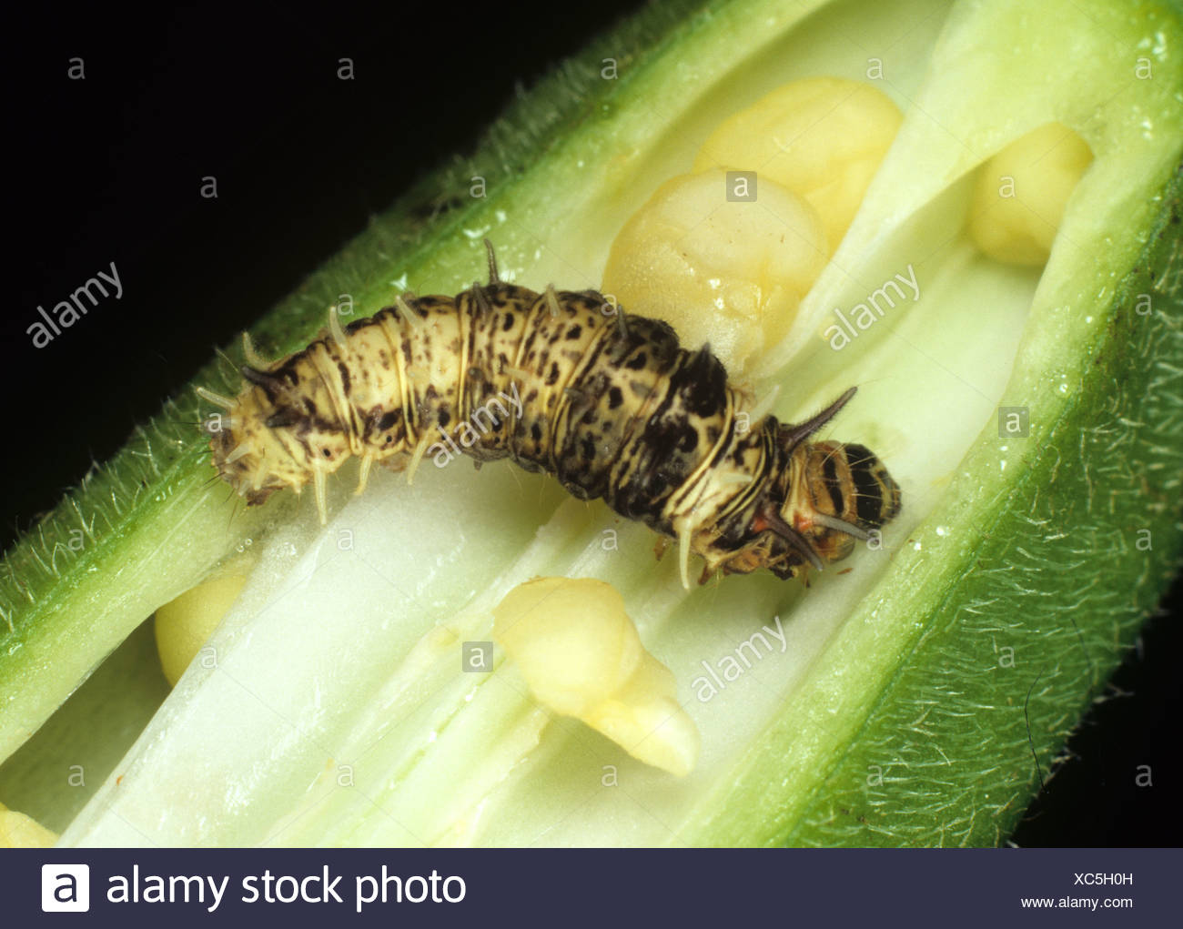 Earias High Resolution Stock Photography and Images - Alamy