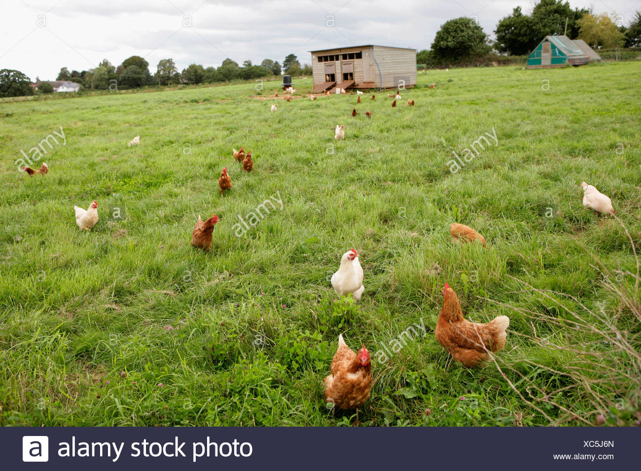 Free Range Chicken High Resolution Stock Photography and Images - Alamy
