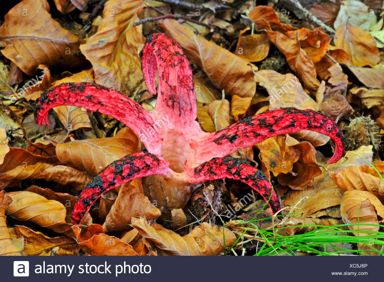Stink Horn Fungi High Resolution Stock Photography and Images - Alamy