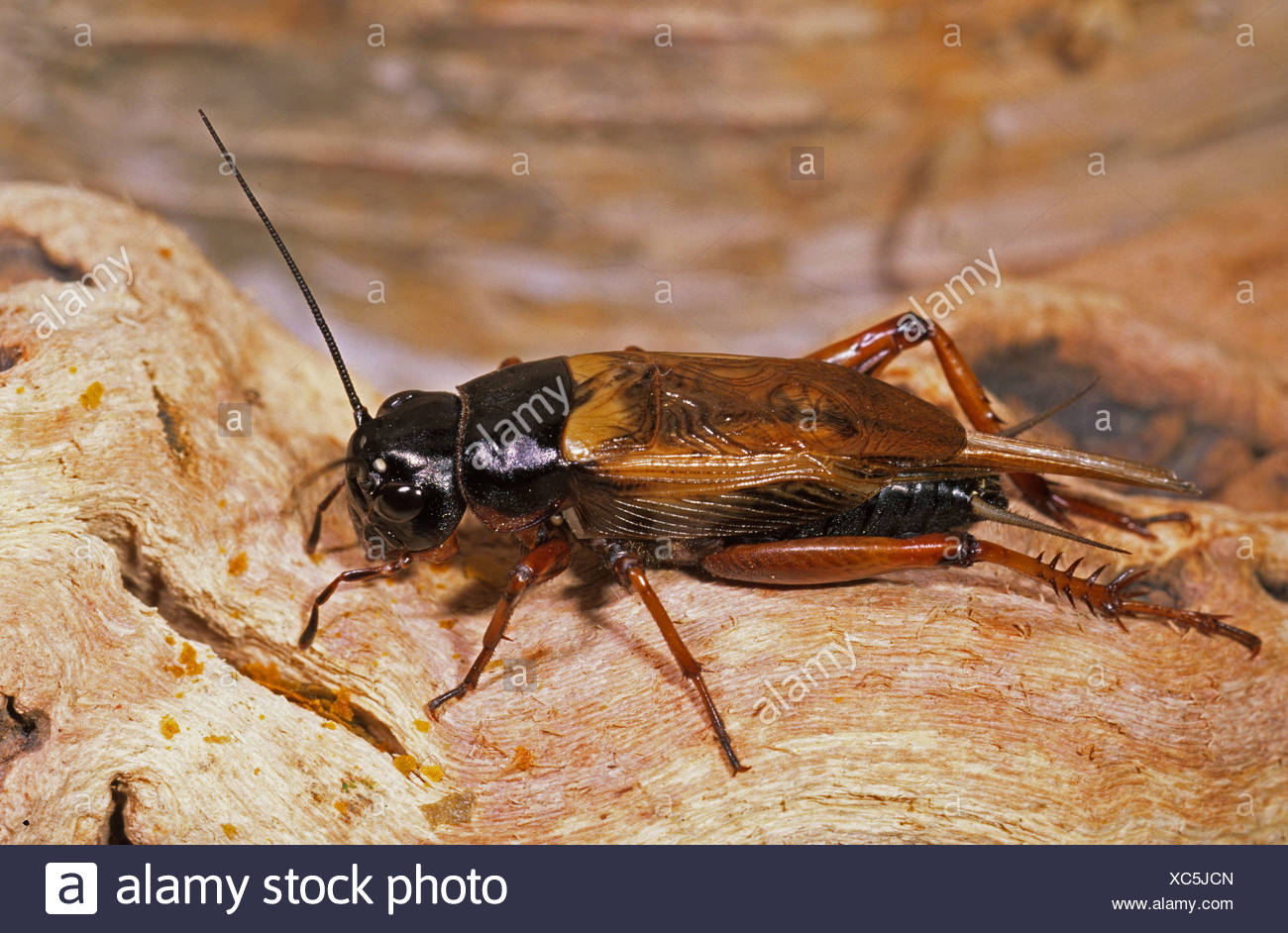 Gryllus Bimaculatus High Resolution Stock Photography and Images - Alamy