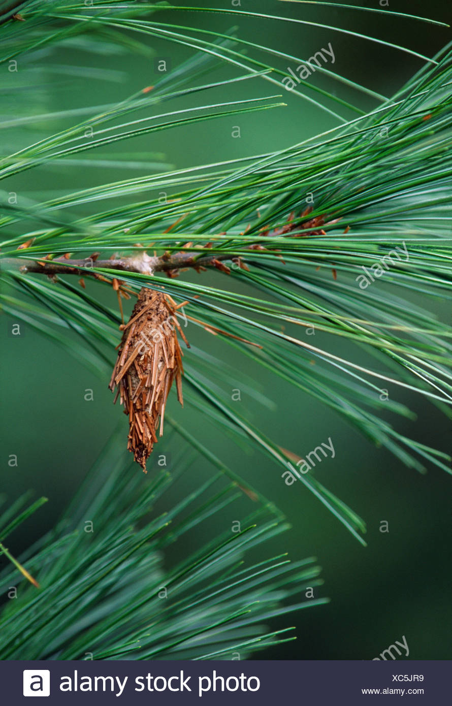 Bagworm Moth Cocoon High Resolution Stock Photography and Images - Alamy