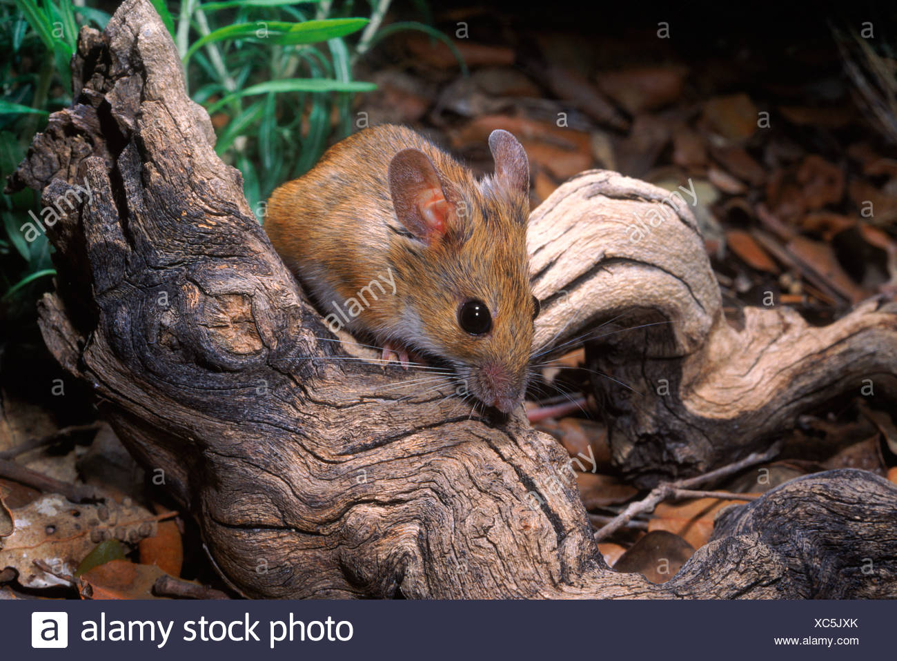 Rodent Spain Spanish Wildlife High Resolution Stock Photography and ...