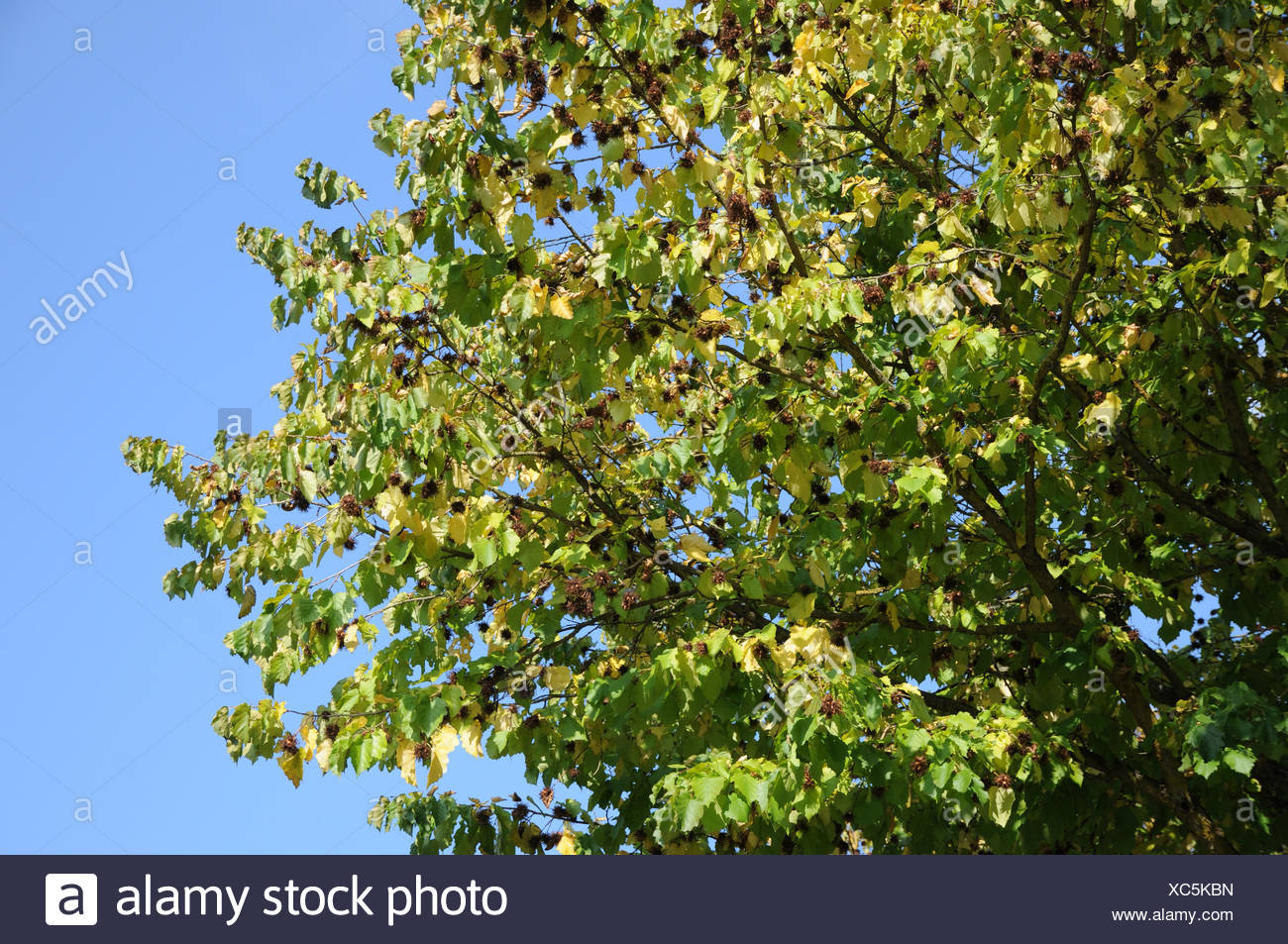 Turkish Hazel Leaf High Resolution Stock Photography and Images - Alamy