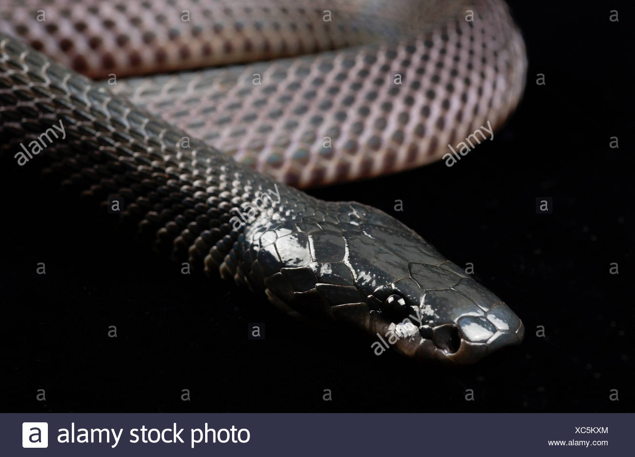 File Snake High Resolution Stock Photography and Images - Alamy