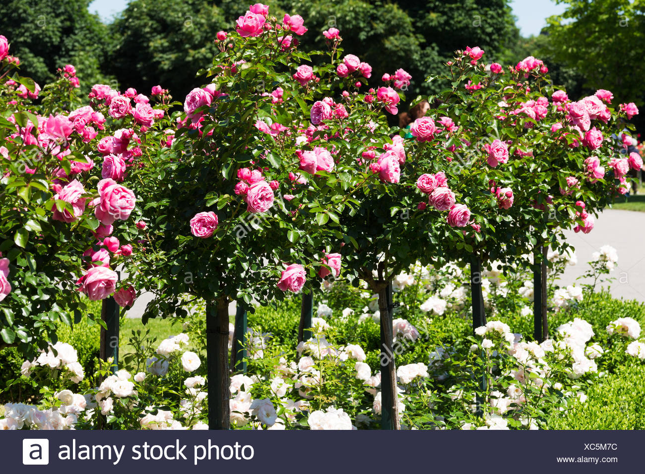 Rosenbusch High Resolution Stock Photography and Images - Alamy