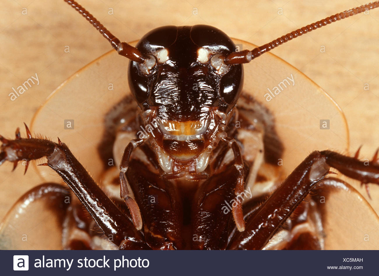 Cockroaches High Resolution Stock Photography and Images - Alamy