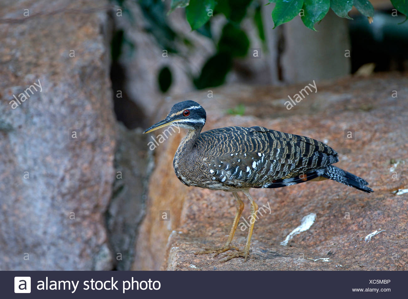 Eurypyga Helias High Resolution Stock Photography and Images - Alamy