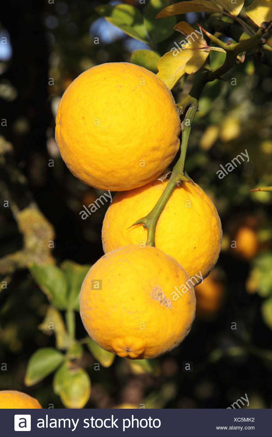 Trifoliata High Resolution Stock Photography and Images - Alamy