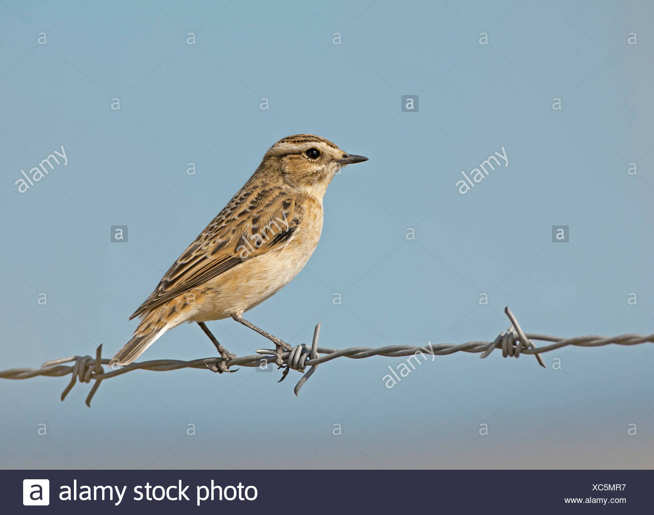Whinchat Juvenile Stock Photos & Whinchat Juvenile Stock Images - Alamy