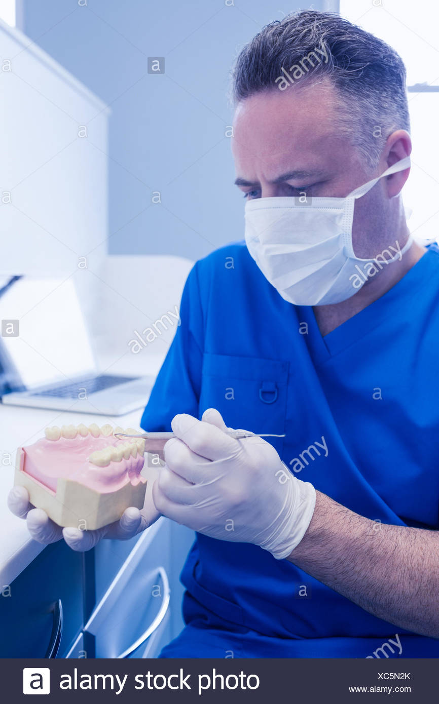 Dental Model High Resolution Stock Photography and Images - Alamy