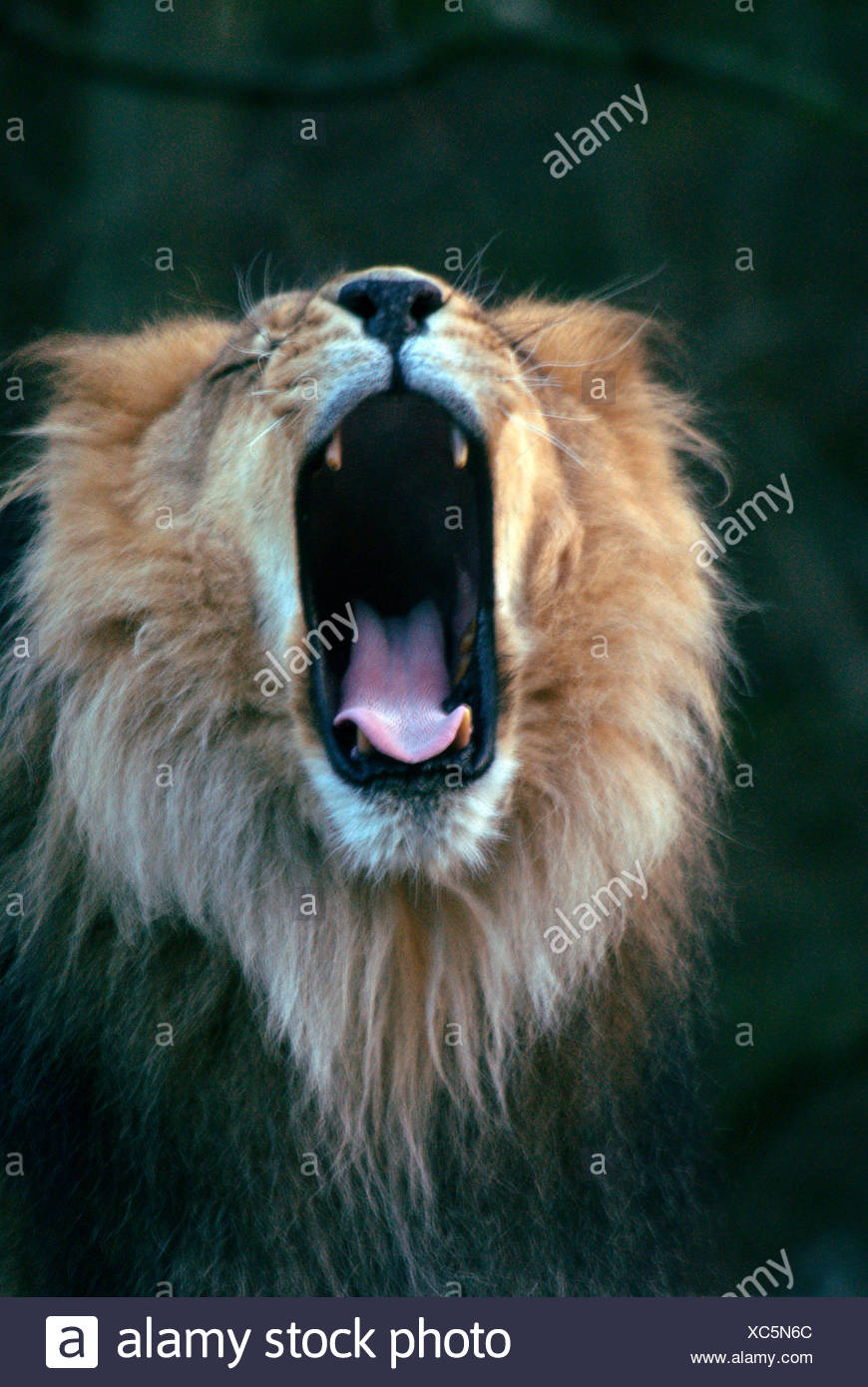 Lion Roaring Mane Stock Photos & Lion Roaring Mane Stock Images - Alamy