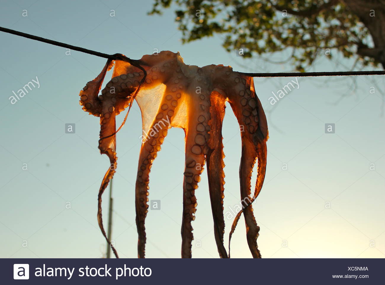 Dead Octopus High Resolution Stock Photography and Images - Alamy