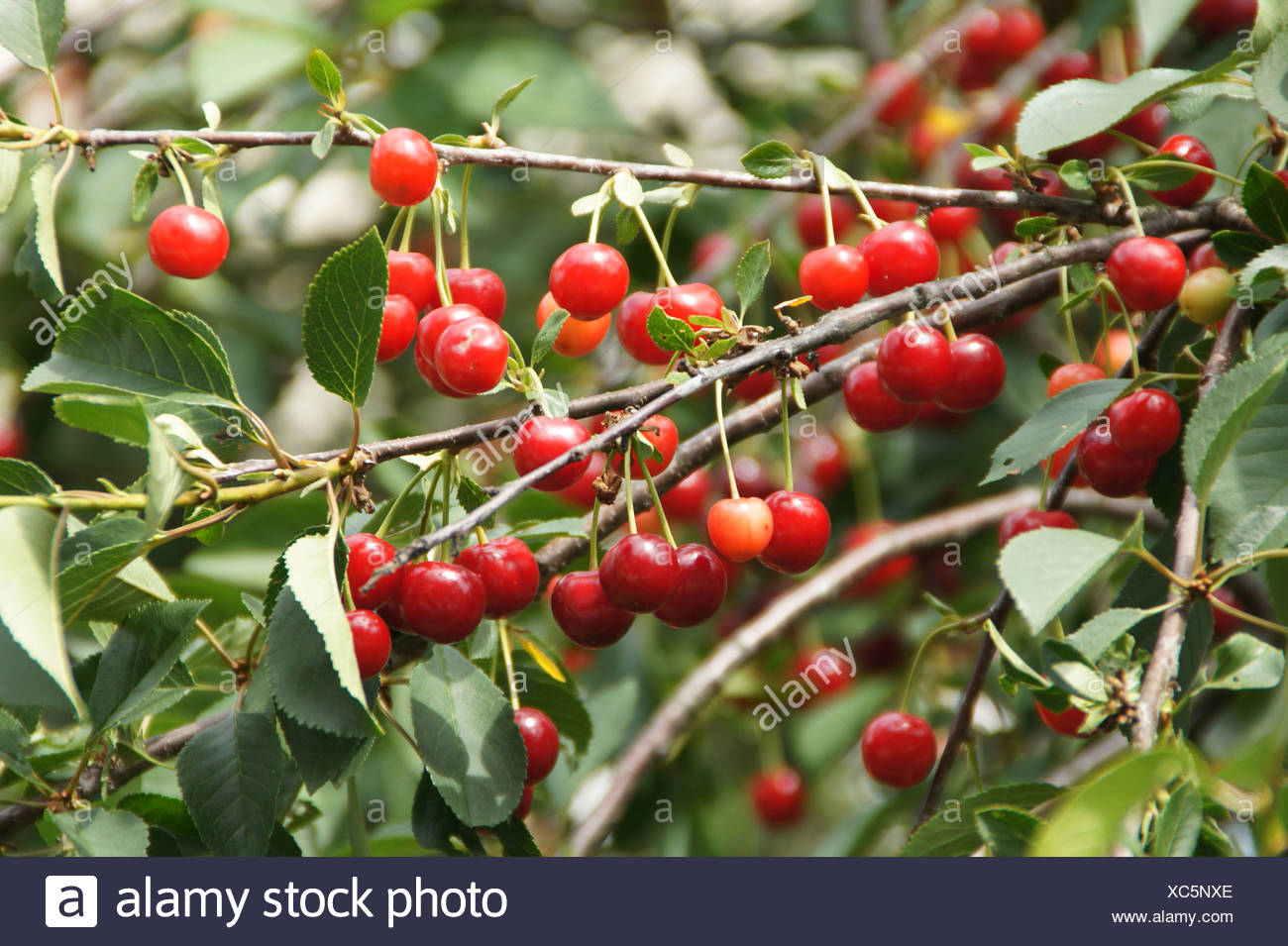 Sour Cherry Tree High Resolution Stock Photography and Images - Alamy