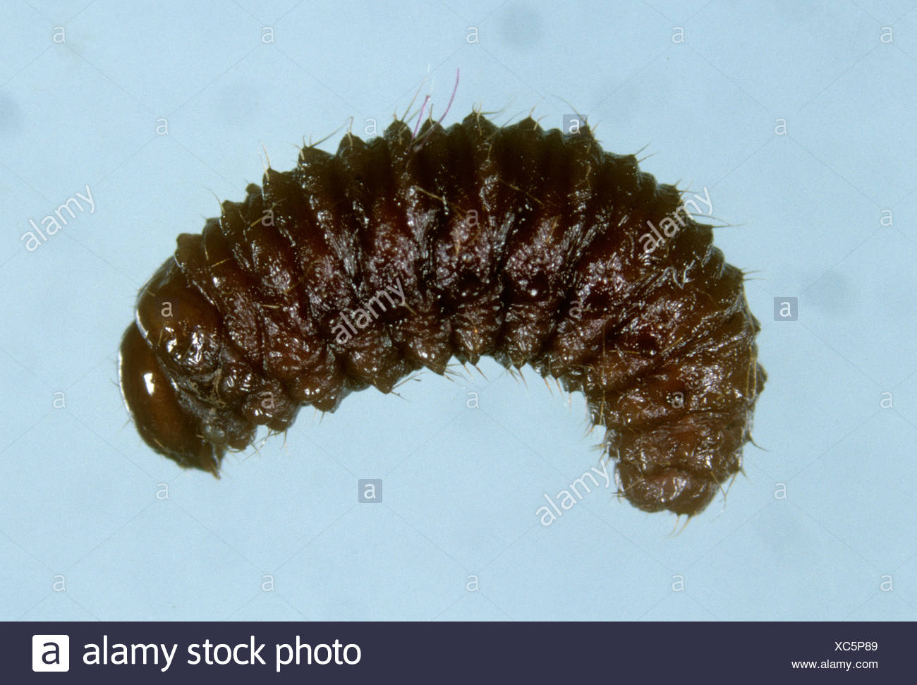 Nematodes Soil Stock Photos & Nematodes Soil Stock Images - Alamy