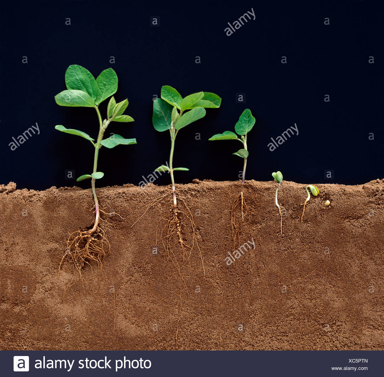 Seed Growth Stages High Resolution Stock Photography and Images - Alamy