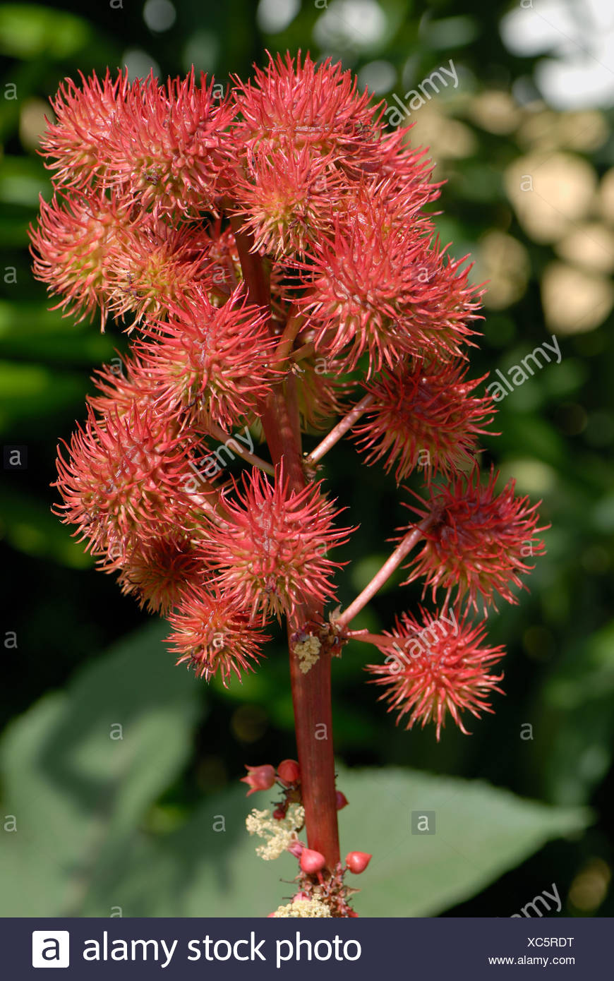 Castor Oil Crop High Resolution Stock Photography and Images - Alamy