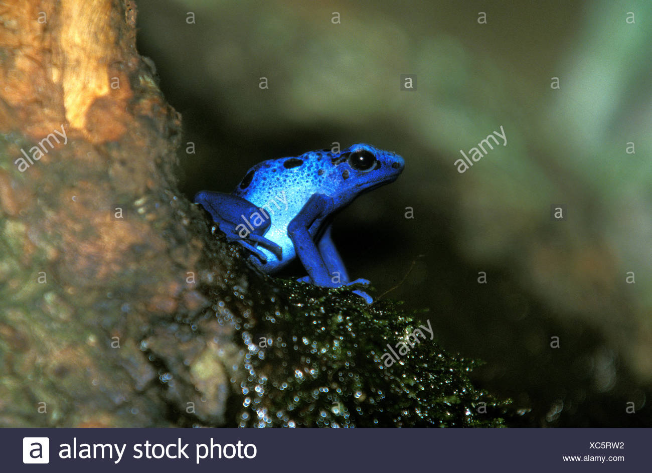 Blue Poison Arrow Frogs High Resolution Stock Photography and Images ...