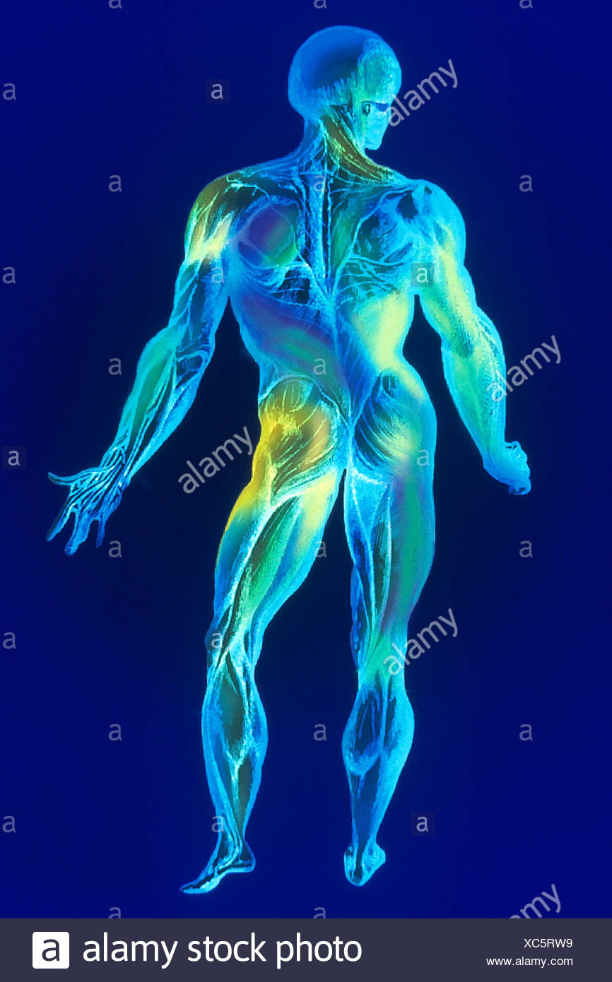 Striated Muscles Stock Photos & Striated Muscles Stock Images - Alamy