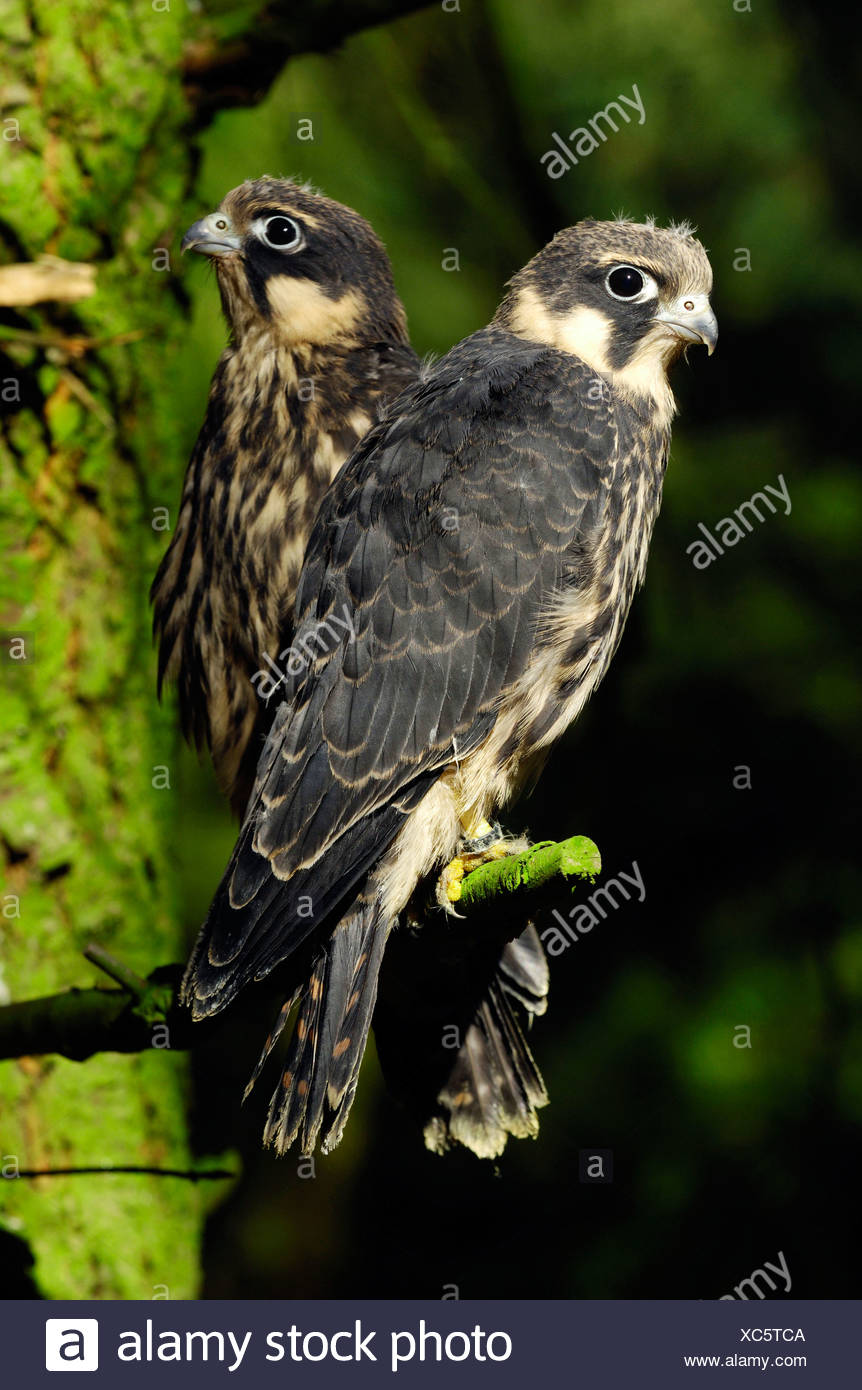 Juvenile Hobby Subbuteo High Resolution Stock Photography and Images ...