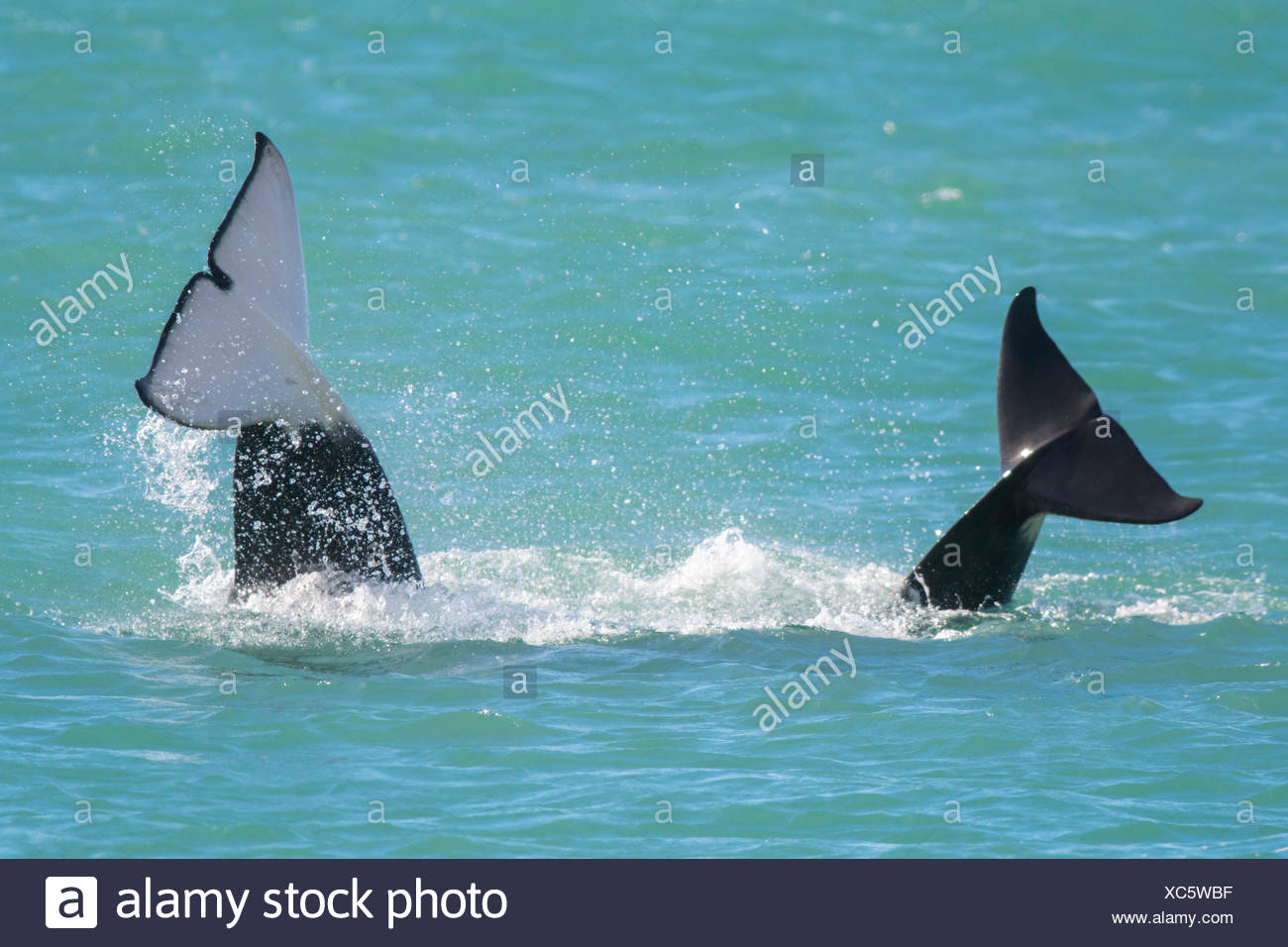 Punta Norte Orcas High Resolution Stock Photography and Images - Alamy