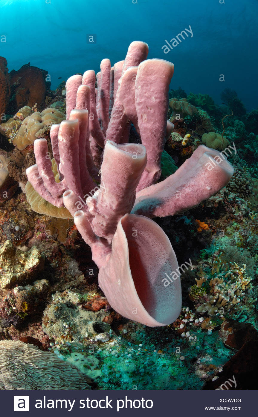Haliclonidae High Resolution Stock Photography and Images - Alamy