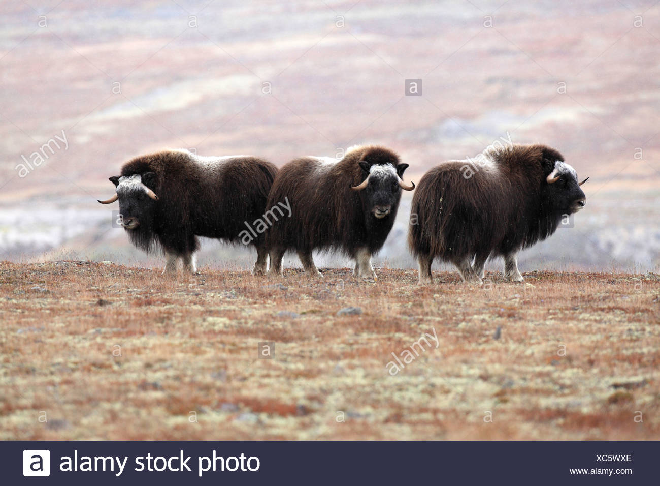 Musk Oxen Tundra Muskox High Resolution Stock Photography and Images ...