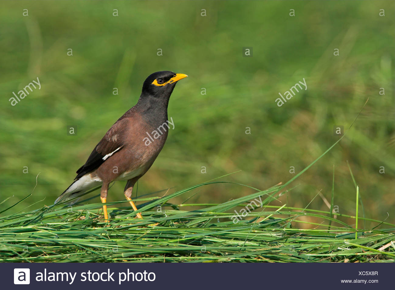 Mynahs High Resolution Stock Photography and Images - Alamy